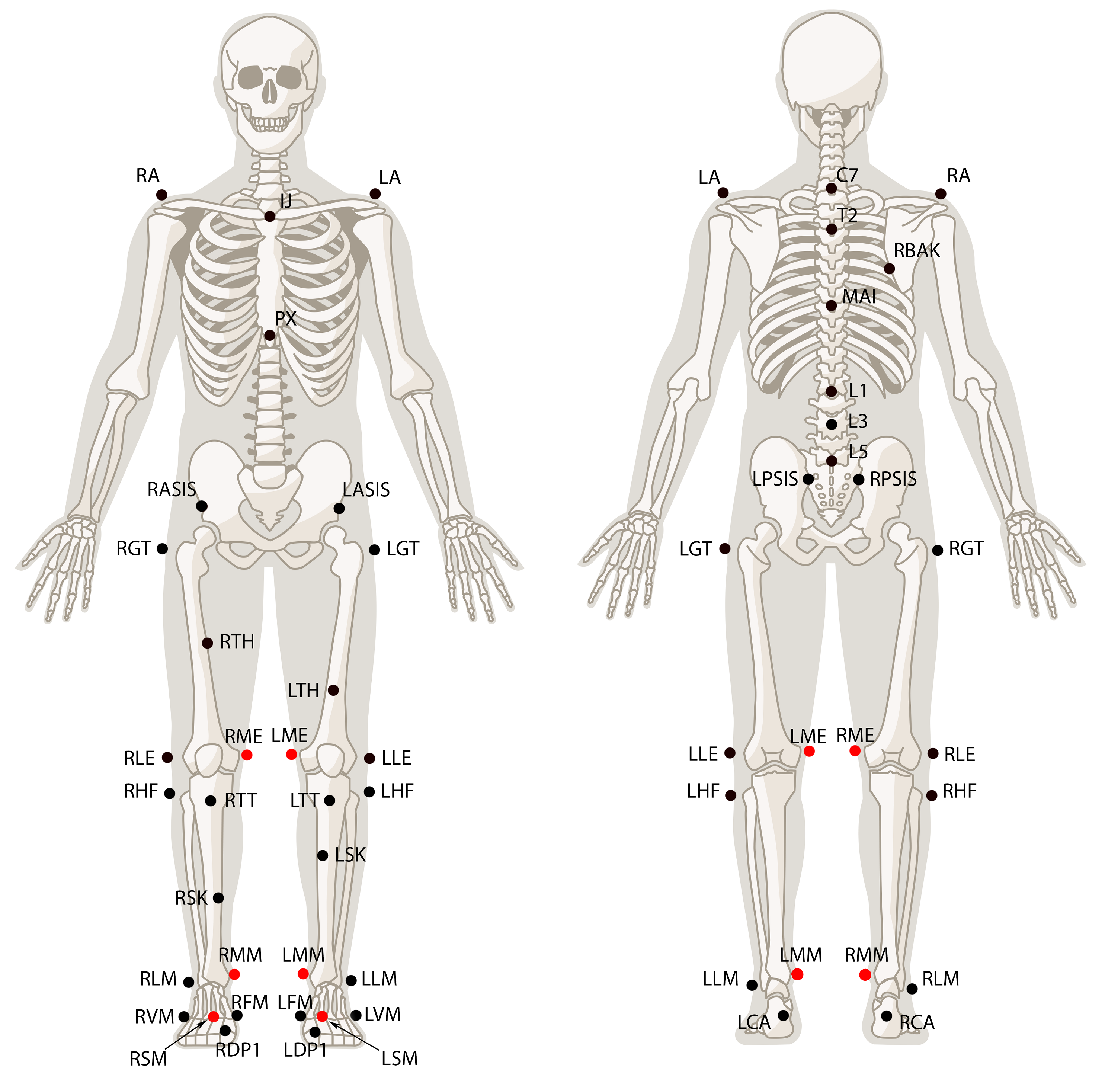 Rizzoli Marker Sets - EXTERNAL OptiTrack Documentation
